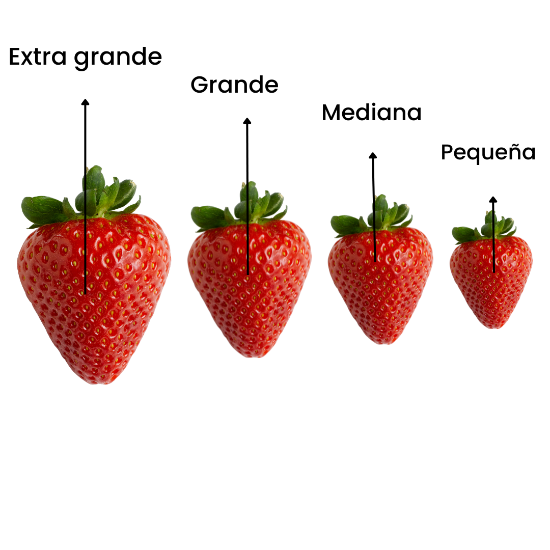 Fresa Pequeña por Lb – Frutas Darwin