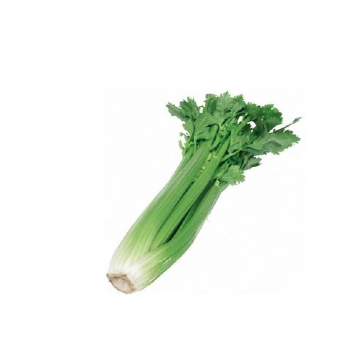 Apio España por UND – Frutas Darwin