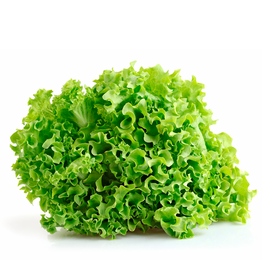 Lechuga Crespa Und – Frutas Darwin
